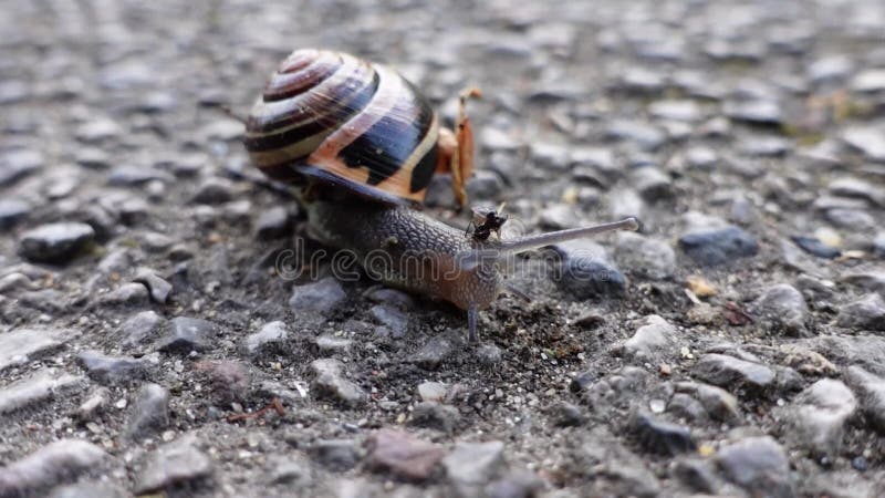 Snail Crossing a Road - Snail Walk Stock Video - Video of mollusca ...