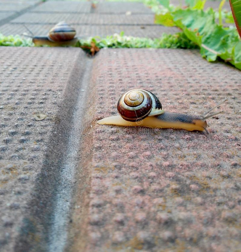 Snail Crossing stock photo. Image of walk, distance, speedy - 55903644
