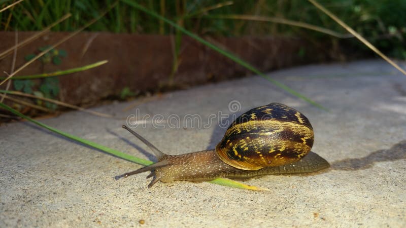 Snail stock image. Image of nature, yellow, crusin, snail - 58826627