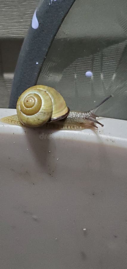 Snail cruising stock image. Image of hello, crusing - 233915561