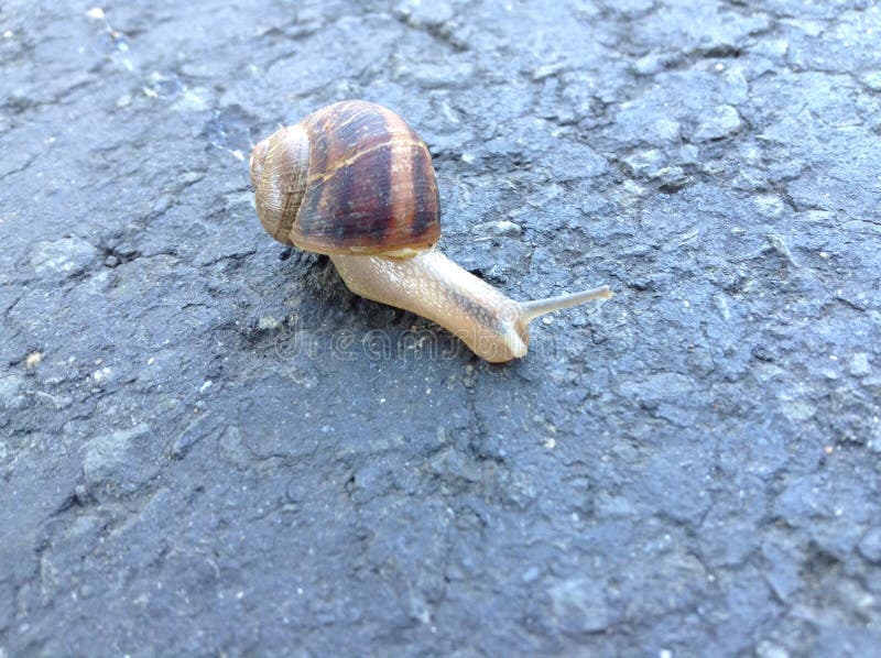 Snail editorial photography. Image of cute, little, found - 54753877