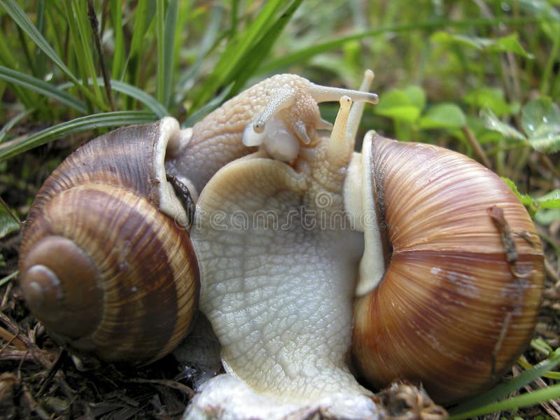 Snail dance stock photo. Image of mating, garden, life - 657752