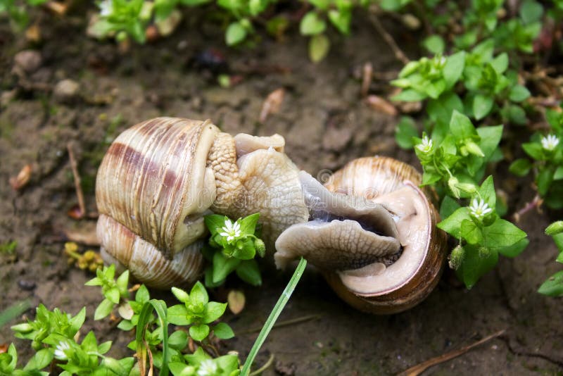 Snail dance stock image. Image of natural, sexual, background - 41898753