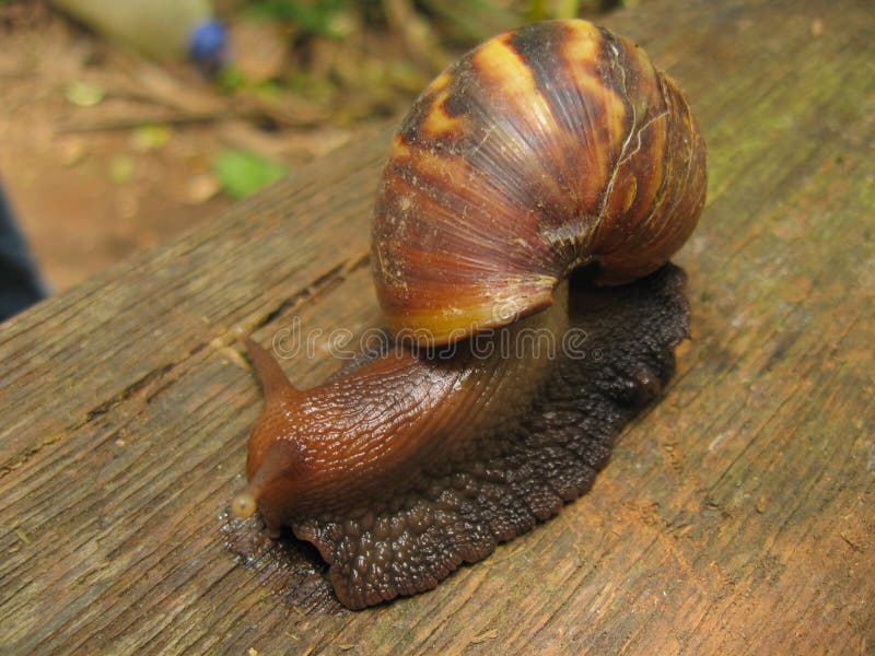 Snail stock photo. Image of dead, antennae, land, mollusk - 93127798