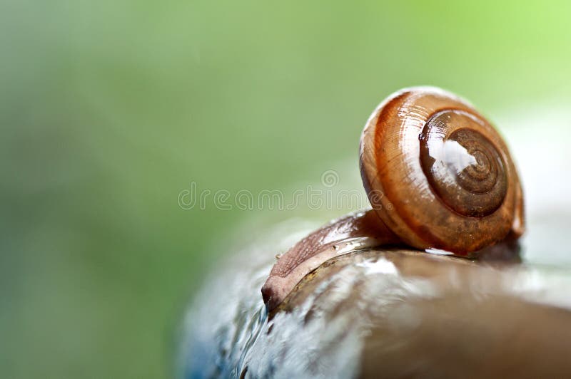 Snail Death on the Mouth Jars Stock Image - Image of body, snails: 61761501