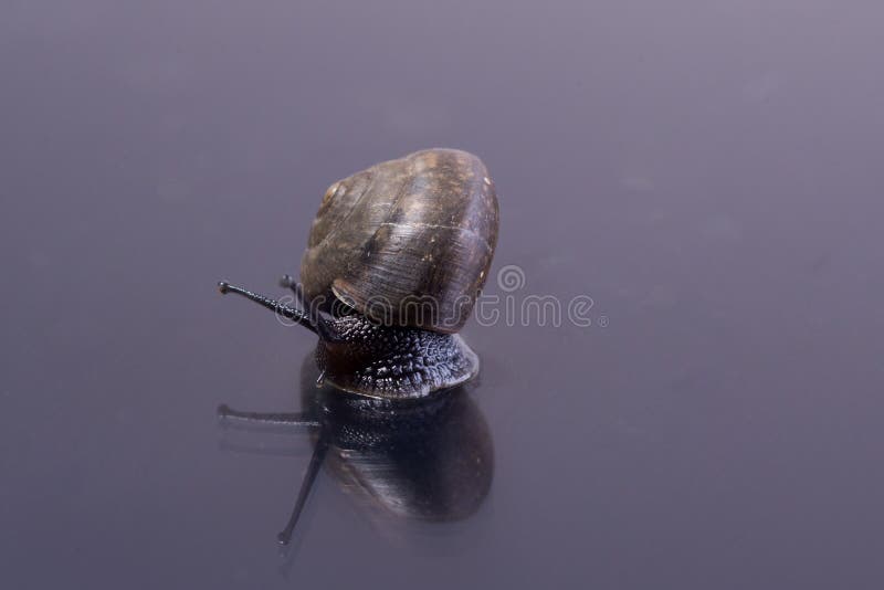 Snail on the device stock image. Image of mollusk, drops - 42890047