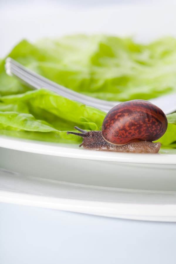Snail in the dinner plate stock photo. Image of tableware - 21014426