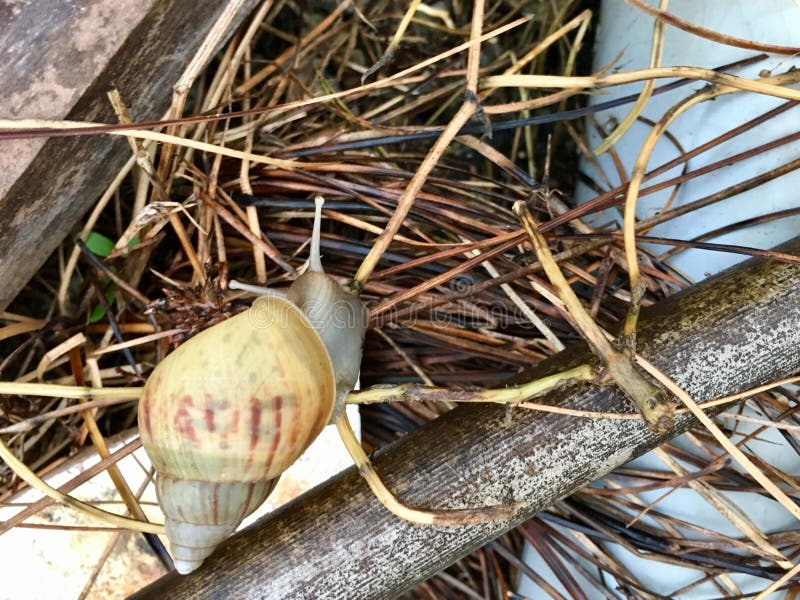 Snail on the dried stock photo. Image of crawling, selective - 122323808