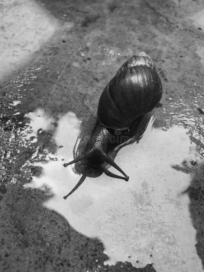 Snail is Drinking Water from the Puddle (bw) Stock Image - Image of ...
