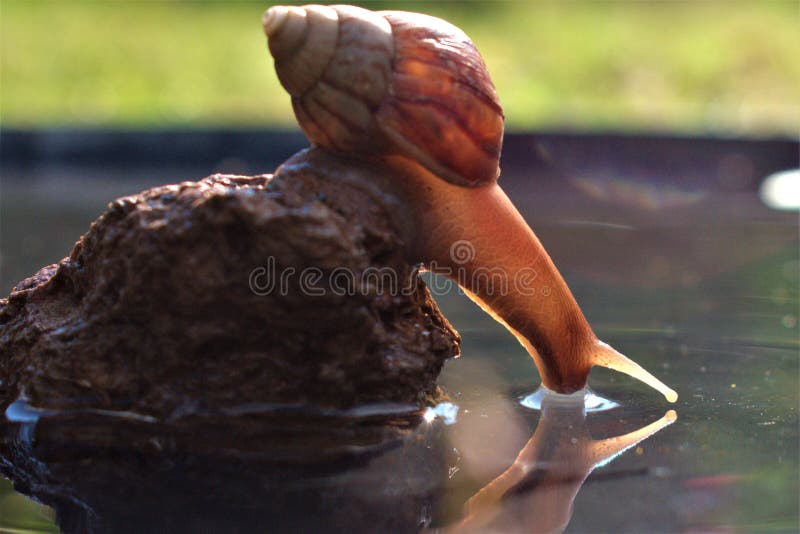 The Snail is Drinking Water with Reflection in the Water Stock Photo ...