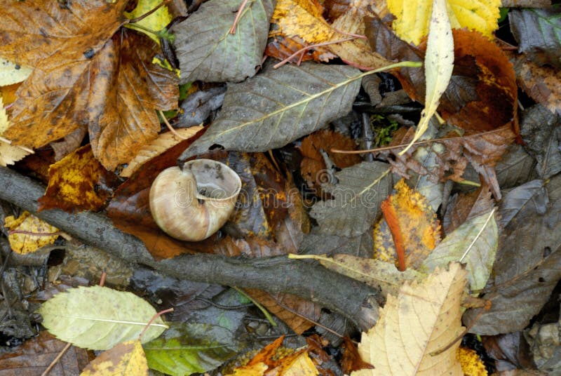 Snail in dry leaf stock image. Image of pattern, closeup - 79067745