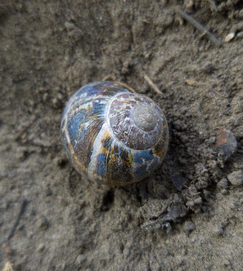 Snail and earth stock photo. Image of insect, invertebrate - 194093990