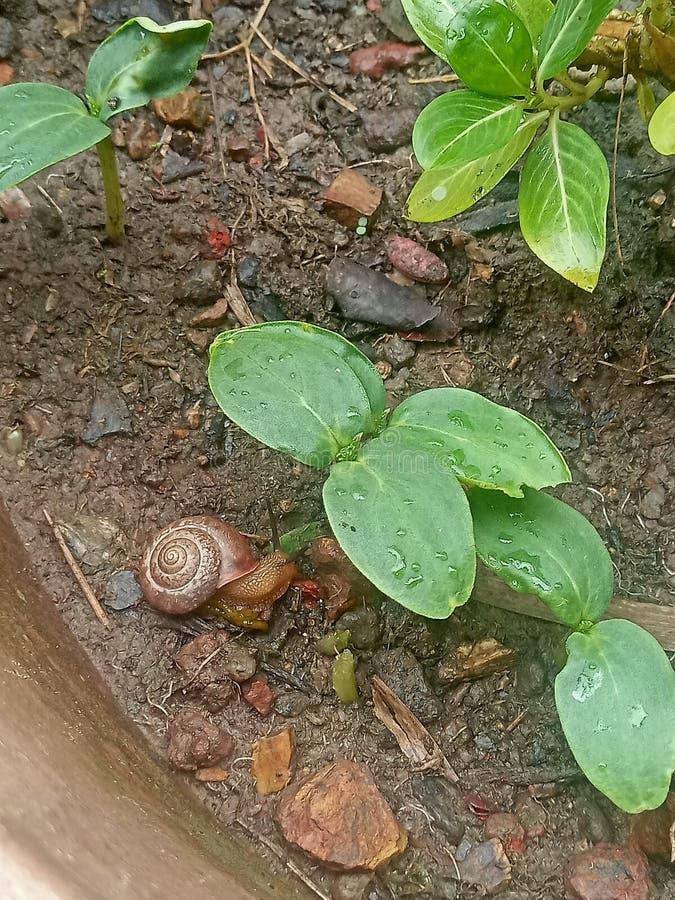 Snail eat cucumber tree stock image. Image of cucumber - 286749121