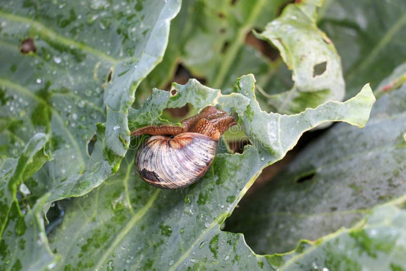 Snail Eat Fresh Green Cabbage Leaves Stock Photo - Image of cabbage ...