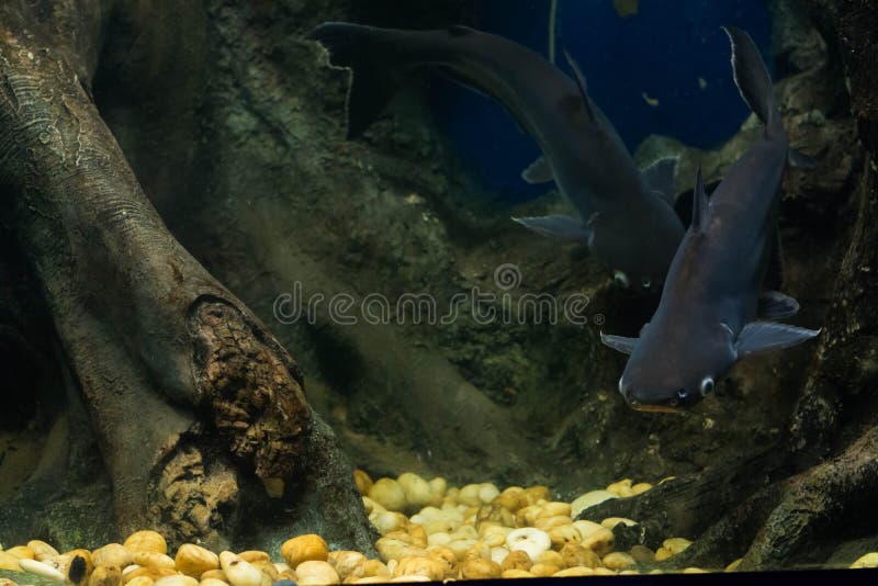 Snail eater pangasius fish stock photo. Image of fish - 79418880