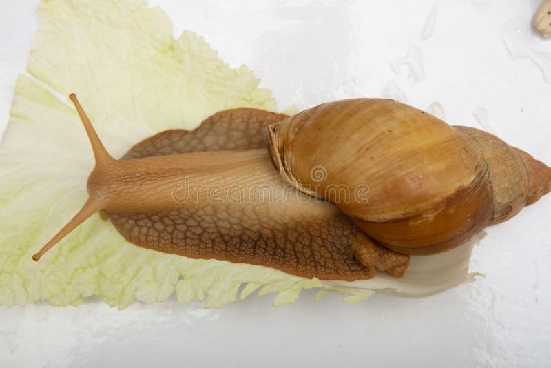 Snail Eating a Cabbage Leaf Stock Photo - Image of mollusk, nature ...