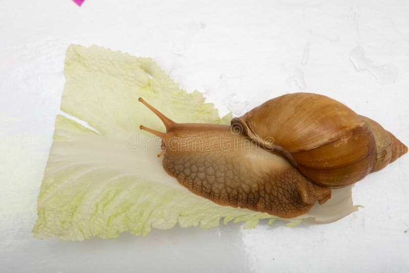 Snail Eating a Cabbage Leaf Stock Photo - Image of menu, fresh: 144319136