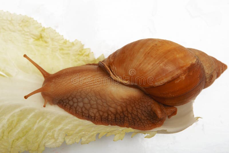 Snail Eating a Cabbage Leaf Stock Image - Image of brown, food: 144320085
