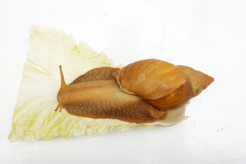 Snail Eating a Cabbage Leaf Stock Photo - Image of mollusk, nature ...