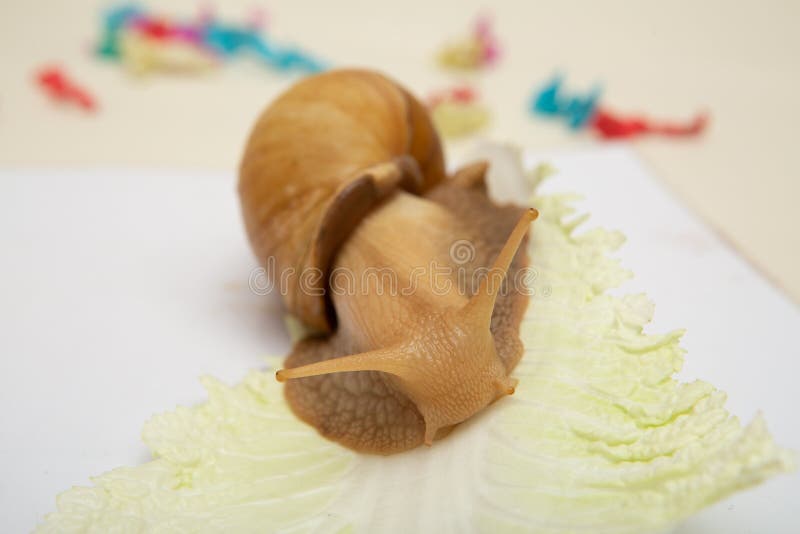 Snail Eating a Cabbage Leaf Stock Photo - Image of close, leaf: 144319706