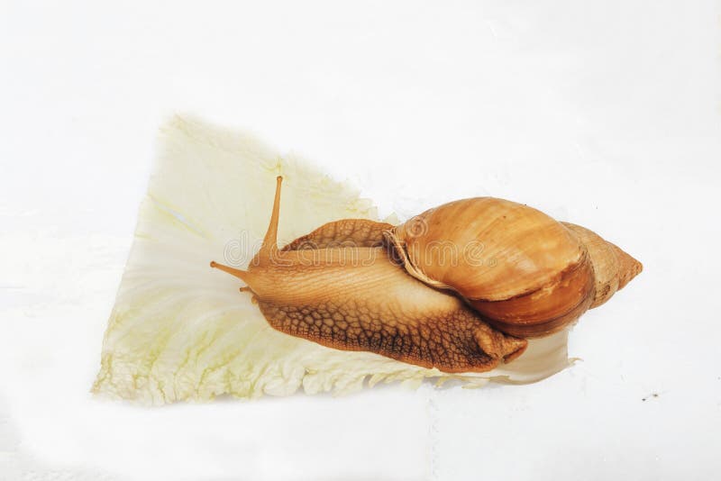 Snail Eating a Cabbage Leaf Stock Image - Image of brown, food: 144320085