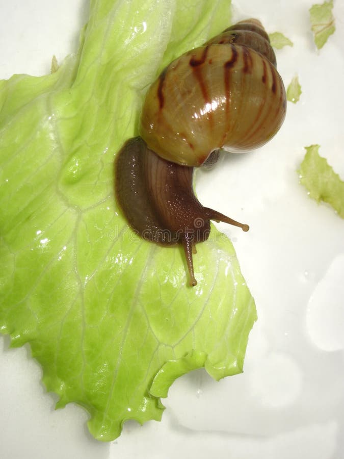 Snail eating fresh leaf stock image. Image of slug, patterns - 16184421