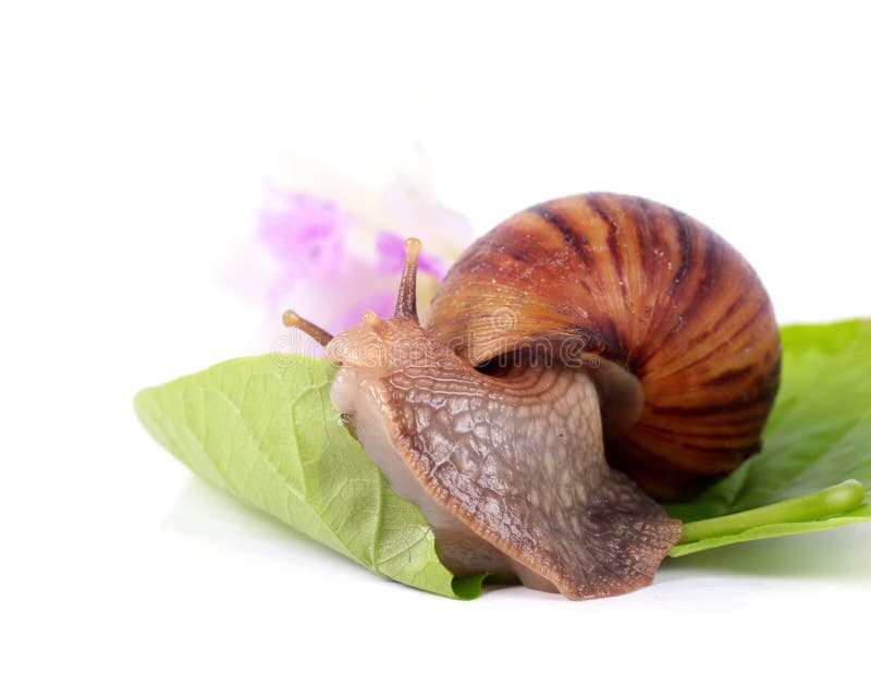 Snail eating a flower stock photo. Image of garden, eyes - 73332058