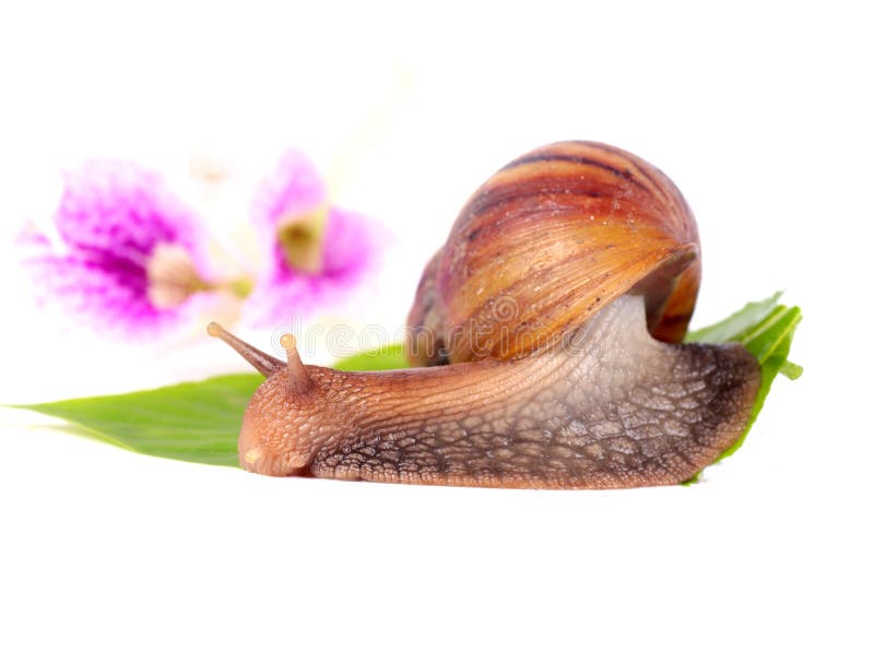 Snail eating green leaves stock image. Image of invertebrate - 31637783