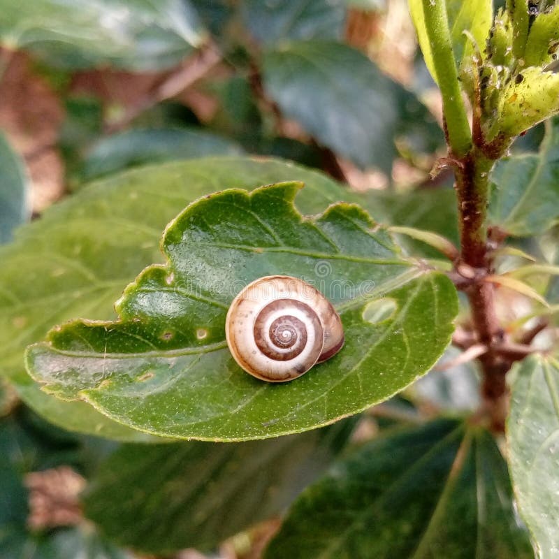 Snail eating a flower stock photo. Image of garden, eyes - 73332058