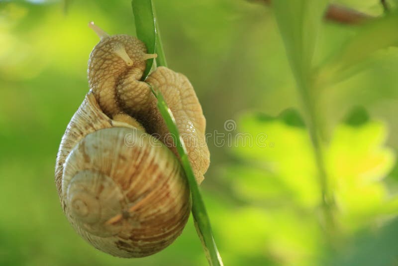 A snail eating a leaf stock photo. Image of burgundy - 208911184