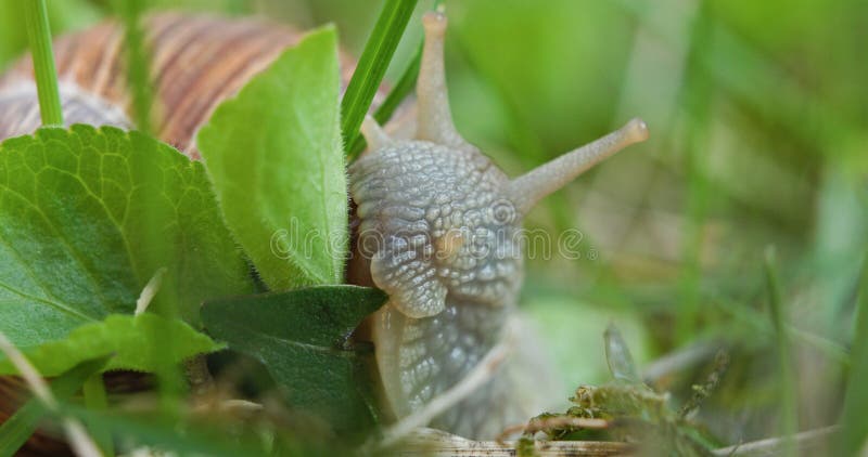Snail Eating Leaves on the Ground Closeup Stock Photo - Image of green ...