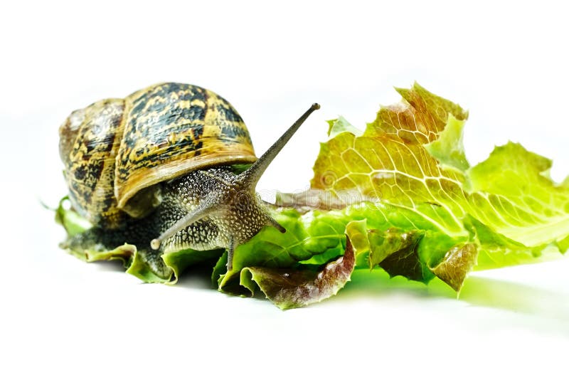 Snail eating a flower stock photo. Image of garden, eyes - 73332058