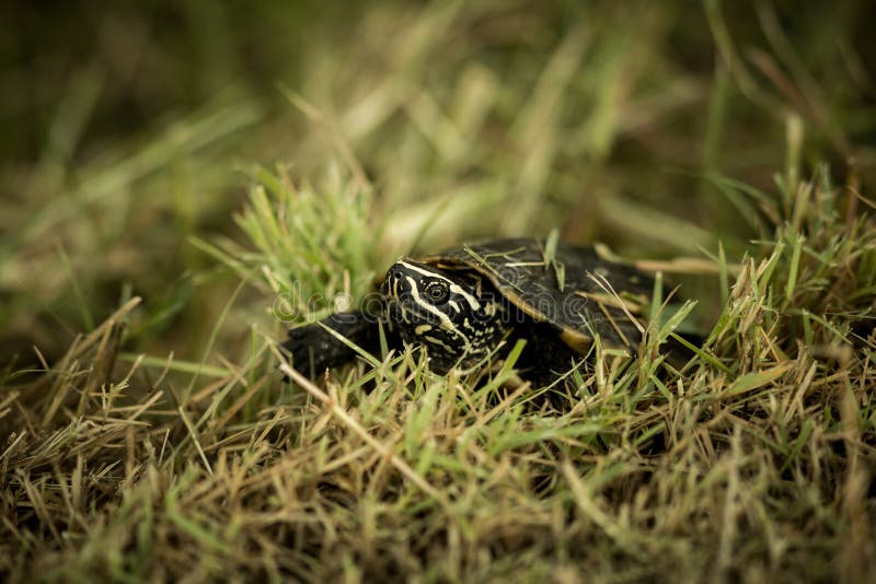 The Snail-eating turtle. stock image. Image of snaileating - 33616851
