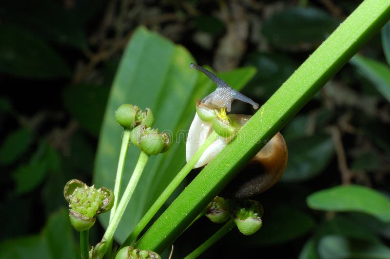 Snail eating yellow pollen stock image. Image of blossom - 16761043