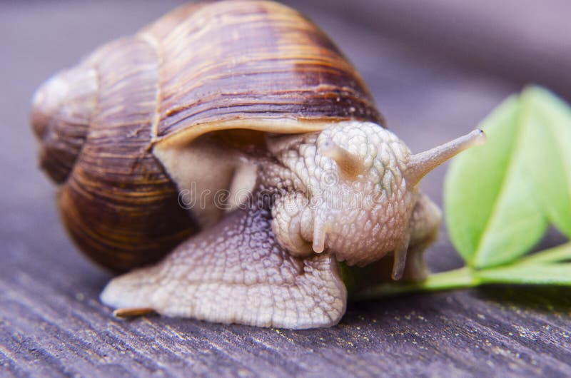The Snail Eats Green Leaves Stock Photo - Image of photosynthesis, eats ...