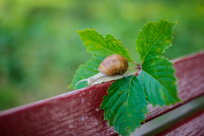 Snail on the Edge of the Bench with a Leaf Stock Photo - Image of fauna ...