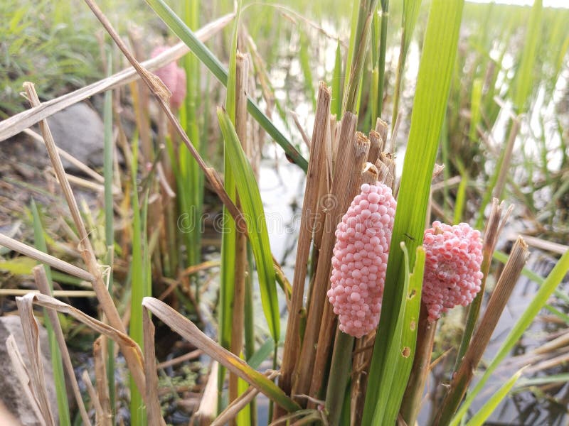 Snail Eggs Attached To Rice Stalks Stock Image - Image of closeup ...