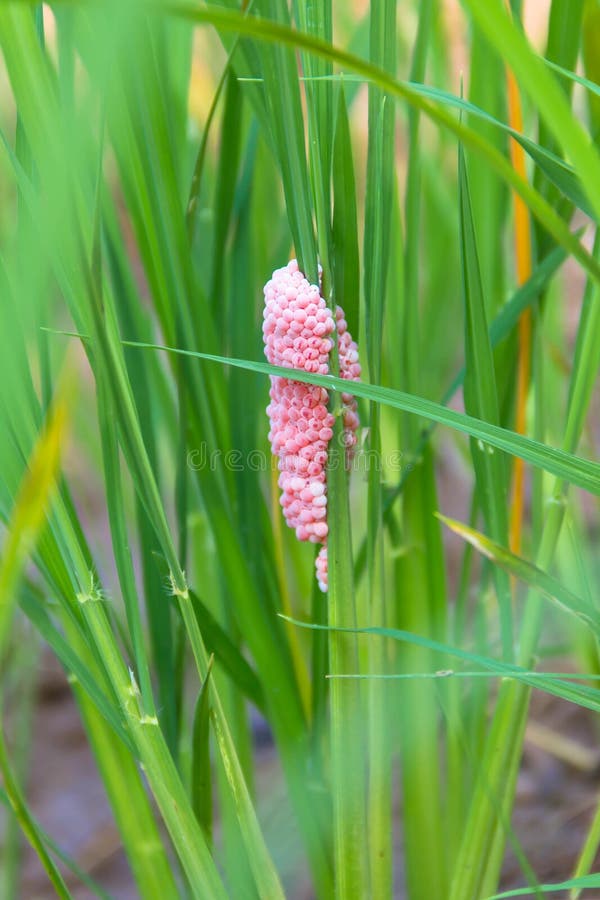 Snail eggs with Copy space, Snail eggs with Copy space, The egg shells ...