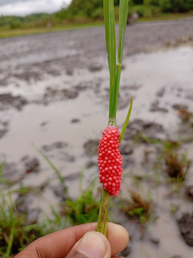 Snail Eggs on Paddy Rice Stalks Stock Image - Image of rice, eggs ...