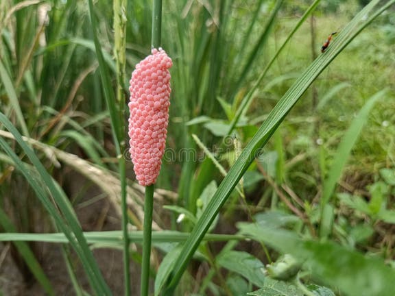 Snail Eggs on Rice Tree Stalks in Rice Fields Stock Image - Image of ...