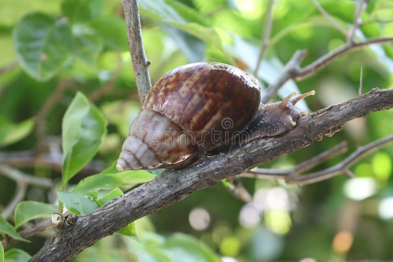 A Snail Emerges from Its Shell. Stock Image - Image of closeup, damp ...