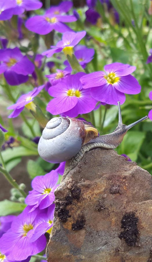 Snail enjoyoing sun rise stock image. Image of animal - 251740115