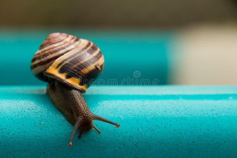 Snail Escape stock image. Image of spring, feelers, warm - 24685585