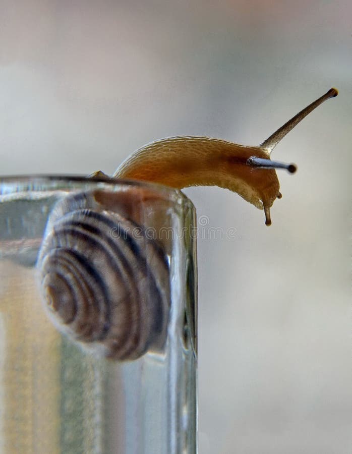 Snail Escape from the Glass Stock Image - Image of amphibians, rain ...