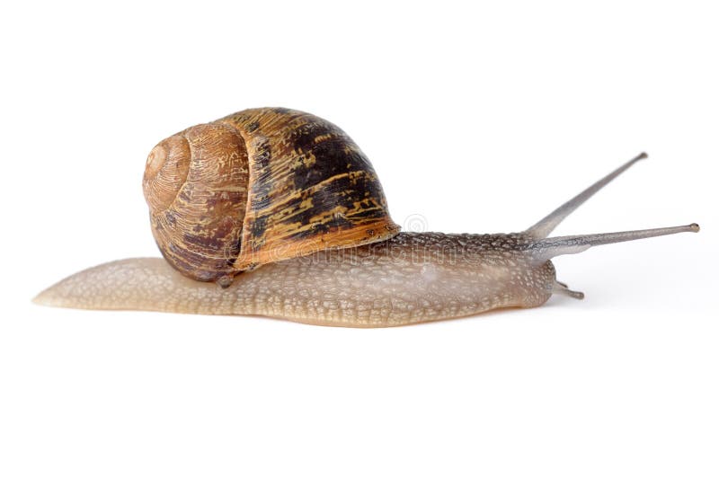 Snail escargot stock image. Image of escargot, isolated - 11547609