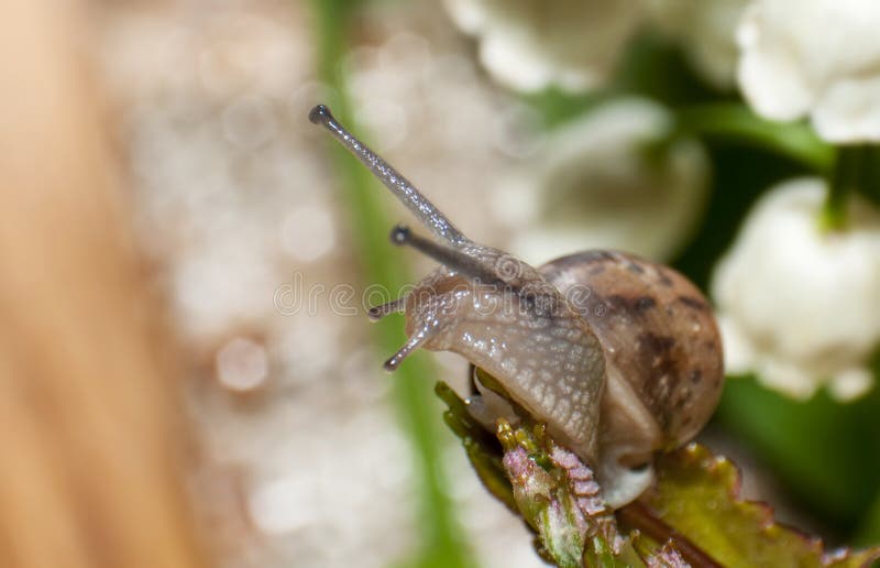 Snail Explorer on the Top of the Leaf Stock Image - Image of feald ...