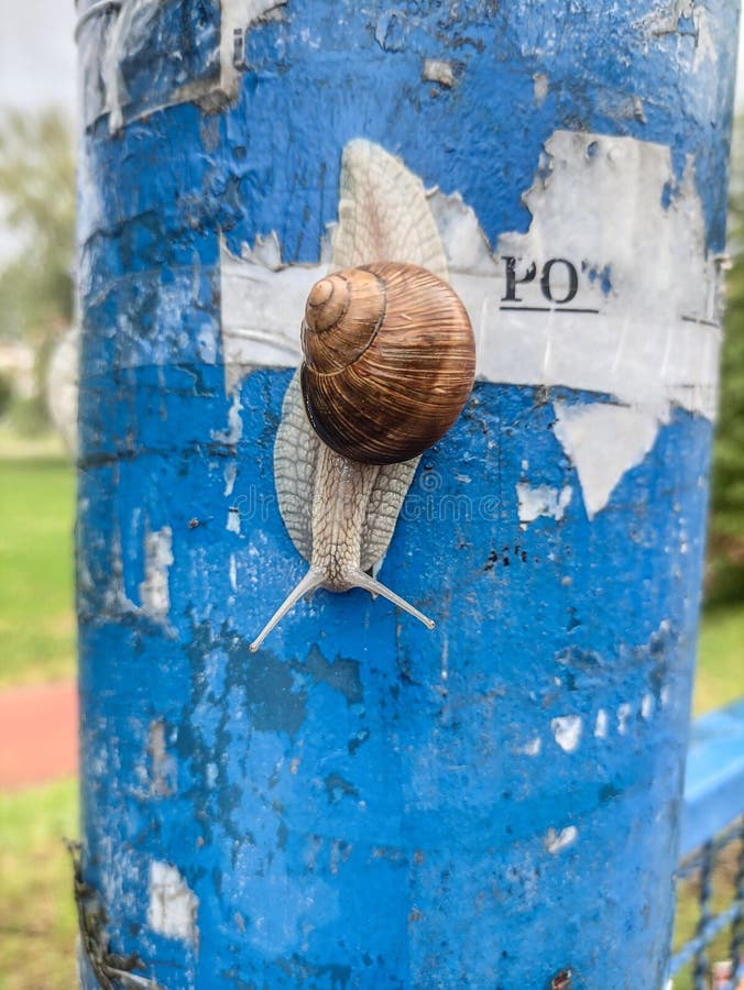 A Snail Facing the Ground, Descending Down a Blue Metal Rod Stock Image ...