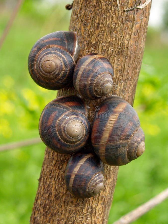 Sleeping Snail On Tree Bark Stock Photo - Image of little, fauna: 31734650