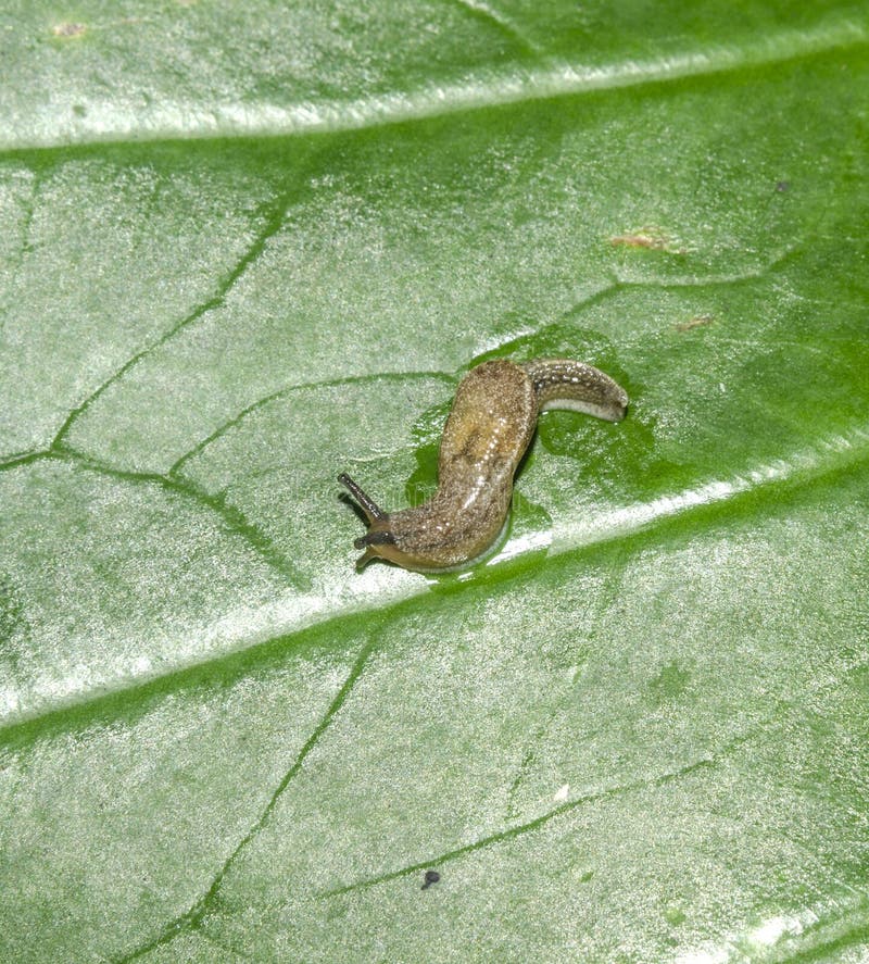 Taro Animals Stock Photos - Free & Royalty-Free Stock Photos from ...