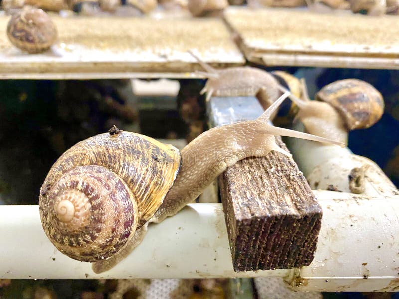 Snail on the snail farm. stock image. Image of fresh - 206126729